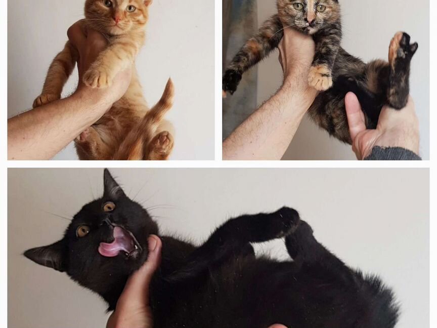 Котята 2 мальчика и девочка