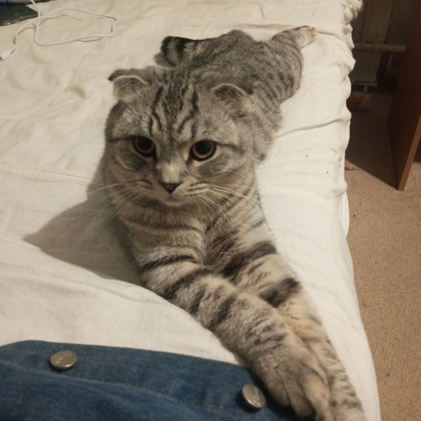 Британский кот для вязки