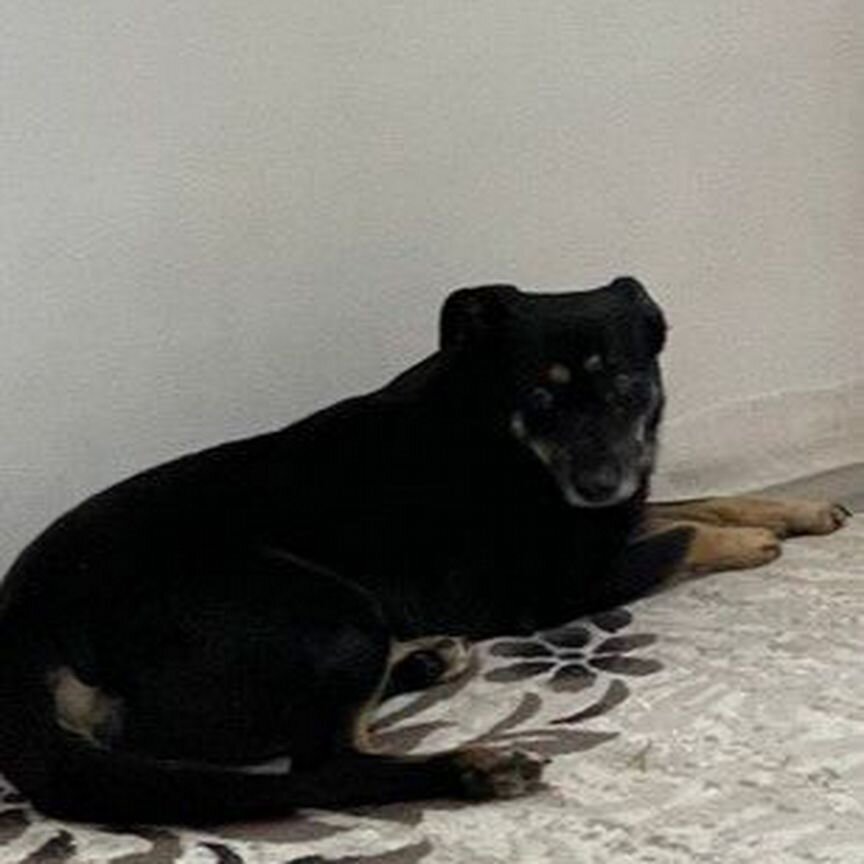 Отличный пёсик для ответственных людей