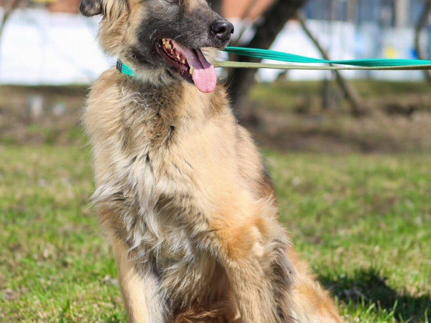 Собака Тайсон из приюта ищет семью