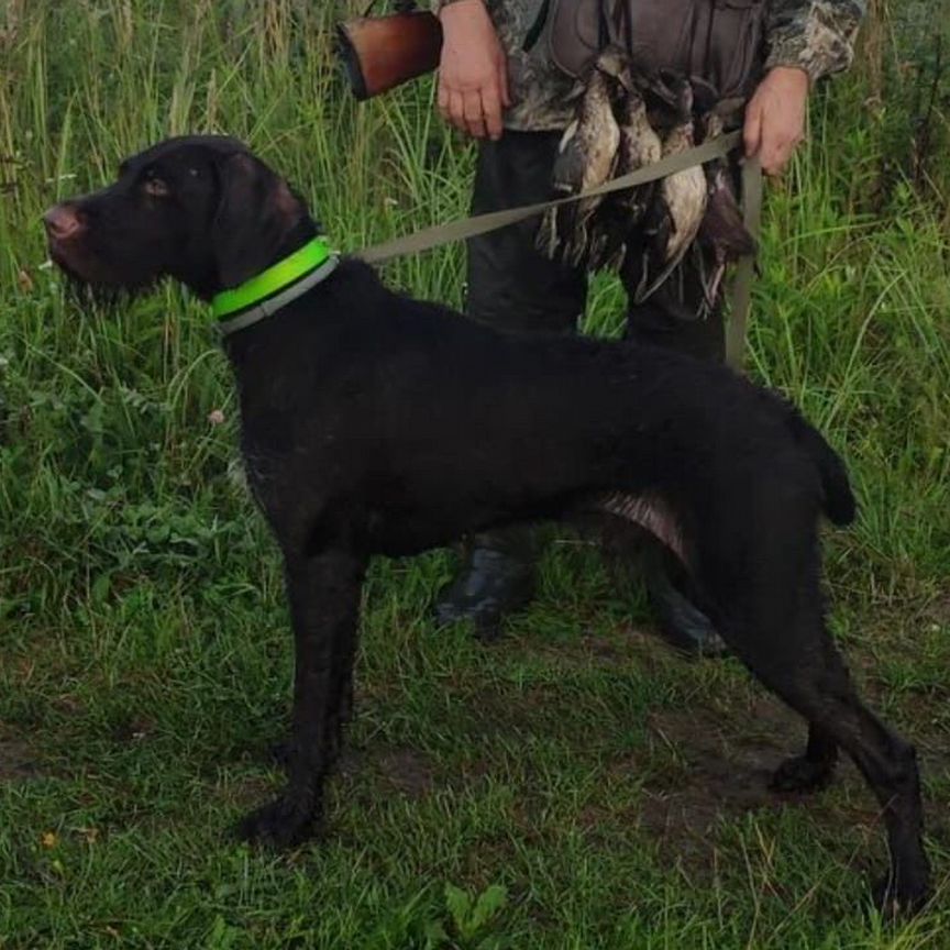 Щенки дратхара