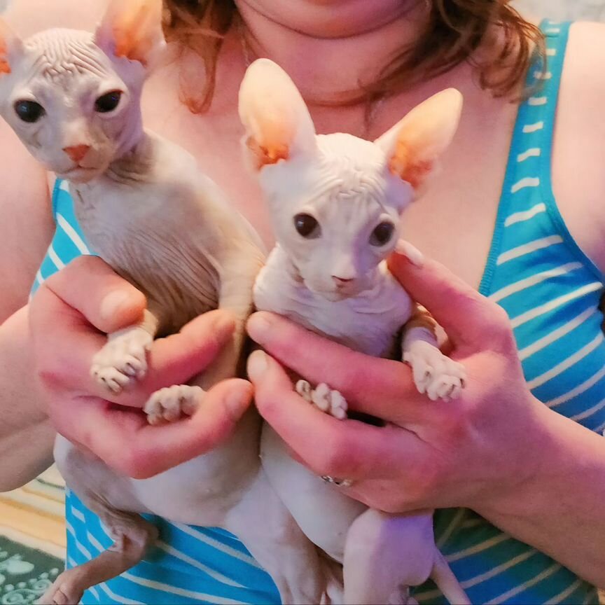Донской сфинкс котята