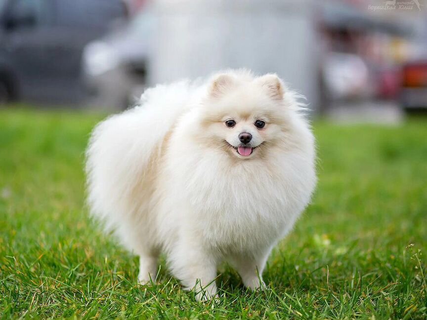 Немецкий шпиц