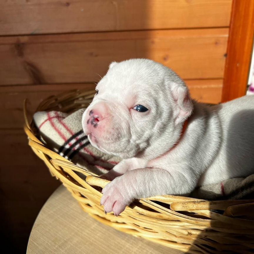 Американский булли стандарт