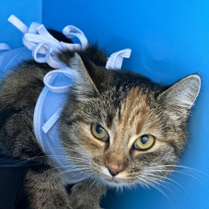 Инга не хочет на улицу. Семья, заметьте