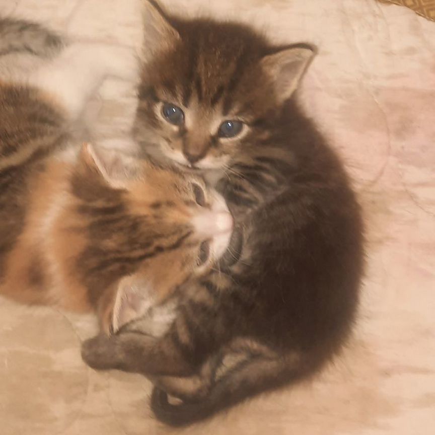 Котятки в добрые руки