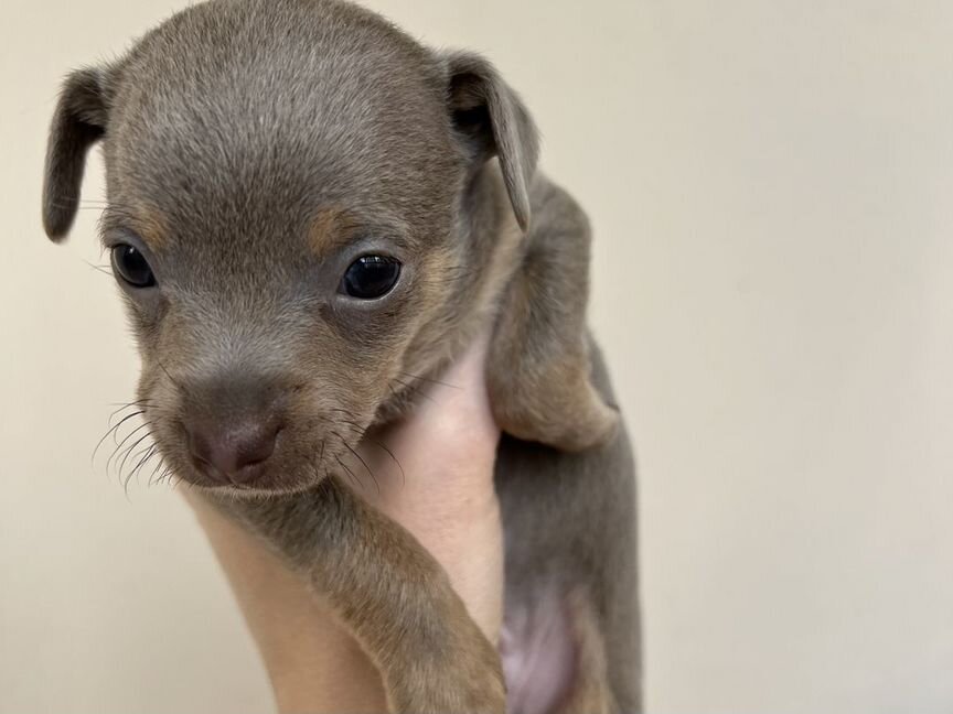 Продам лиловых щенков той терьера с документами