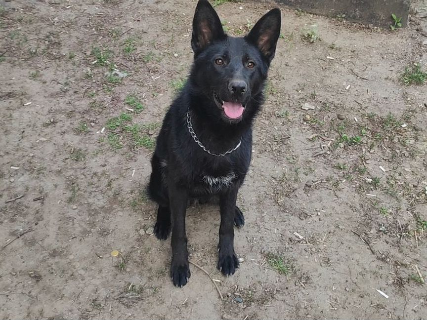 Немецкая овчарка девочка в хорошие руки