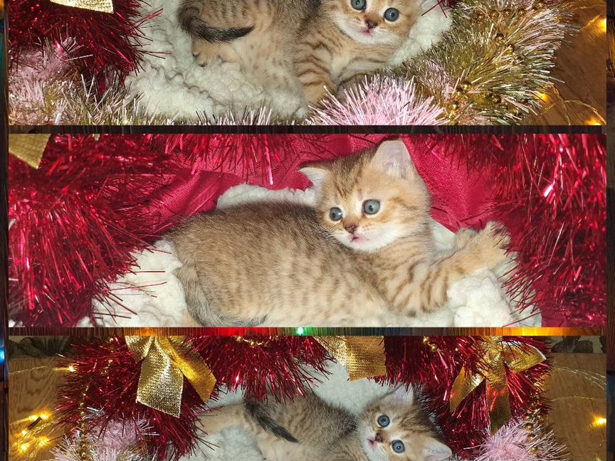 Шотландские котята