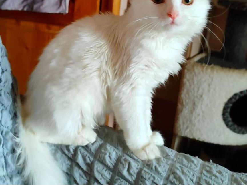 Белоснежная ангорка с заколками Ассоль