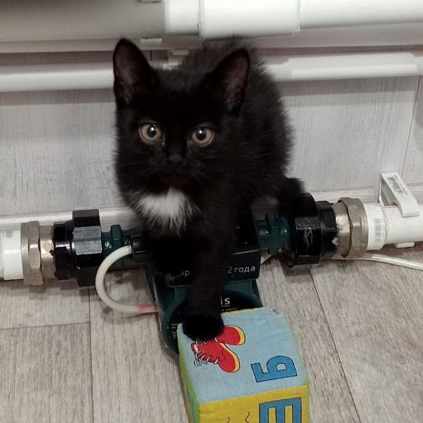 Сибирский котёнок