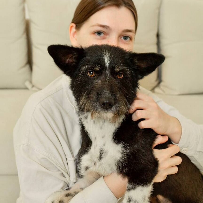 Маленькая собачка Малиса в добрые руки