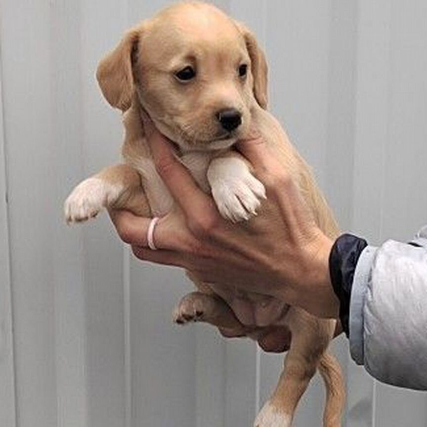 Славные ребята