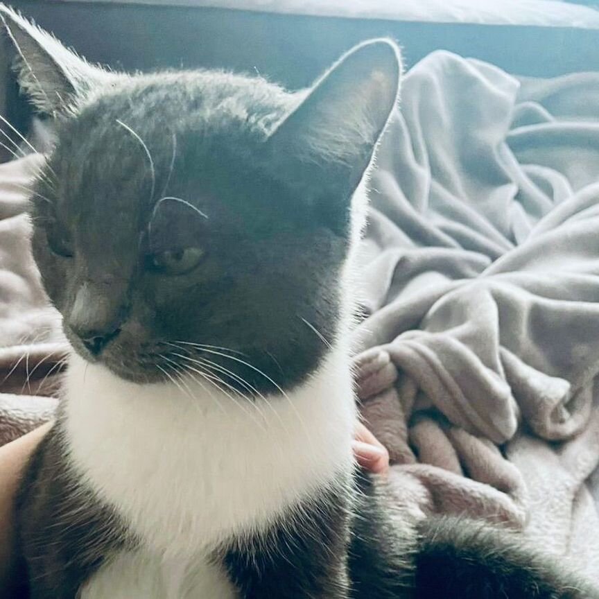 Кошечка в добрые руки