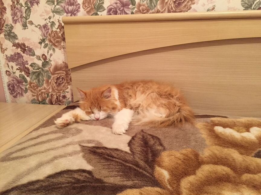 Ласковая кошка в добрые руки