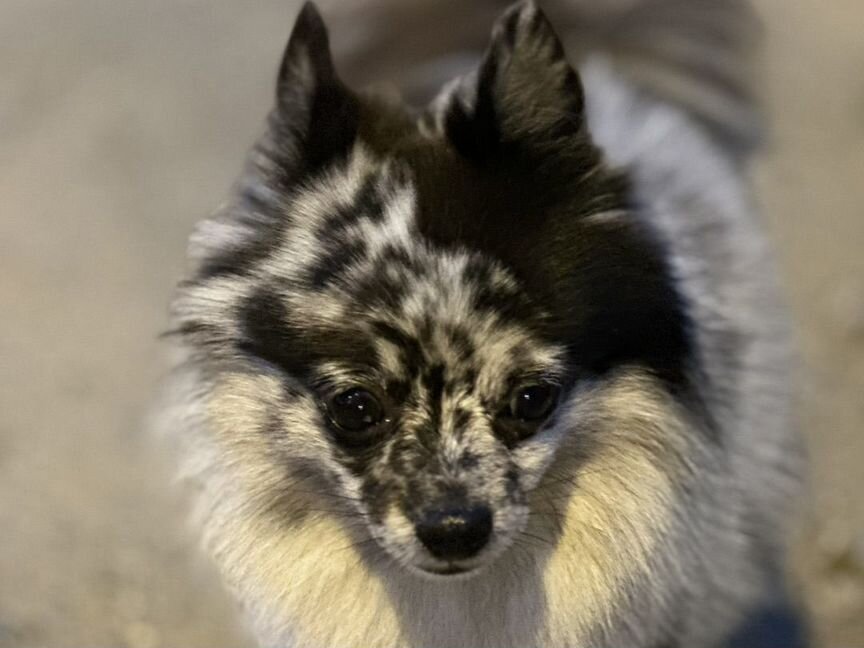 Маленькая собака