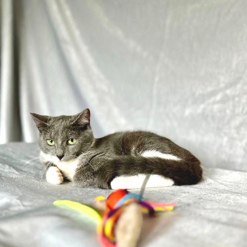 Маленькая Мия ищет дом