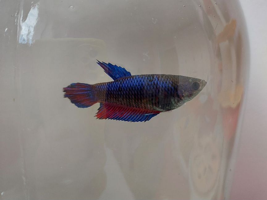 Рыба петушок девочка бесплатно