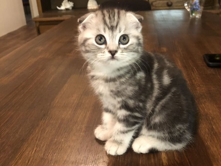 Шотландский вислоухий котёнок плюшевый