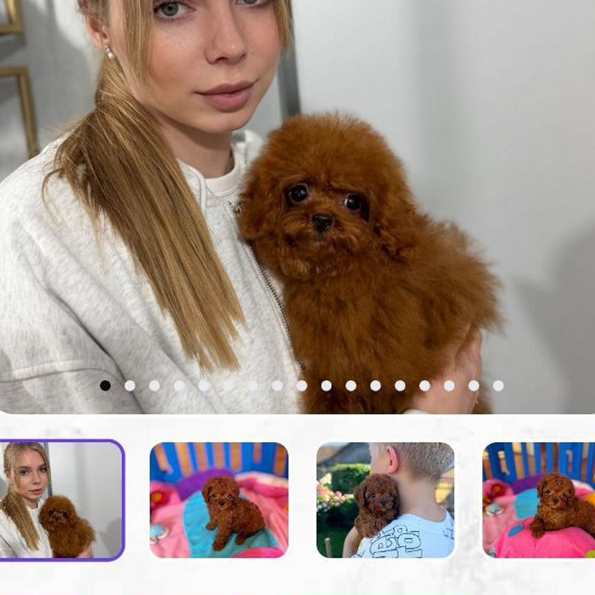 Той-пудель, щенок