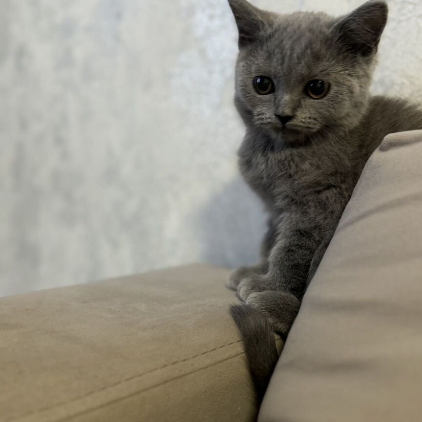 Британские котята