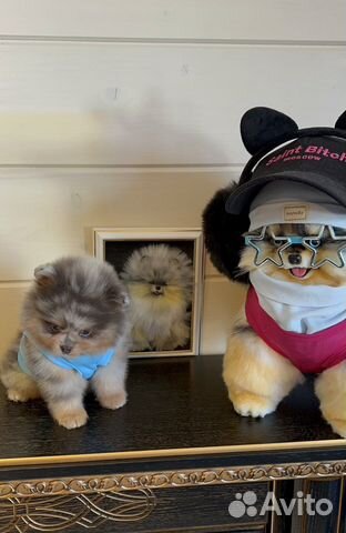 Мерле щенки голубоглазые шпицы