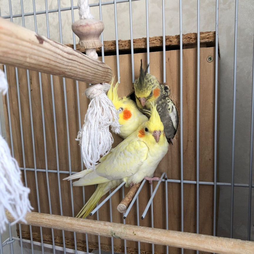 Птенцы корелла