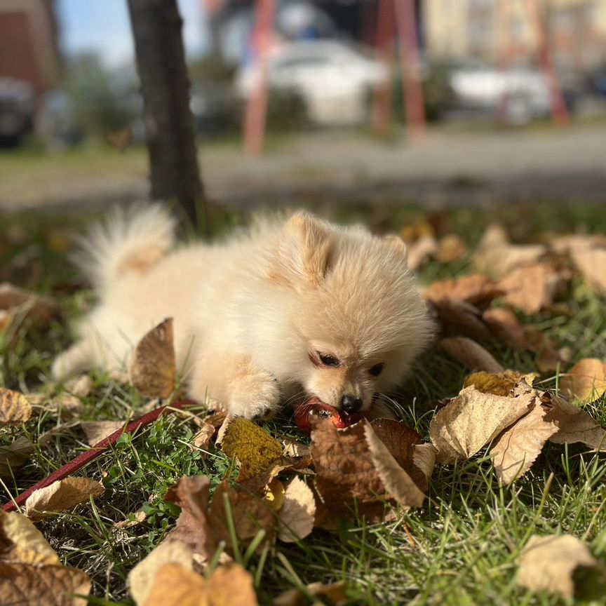 Шпиц девочка