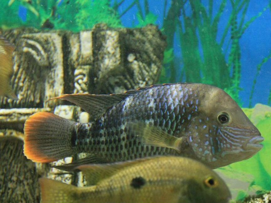 Отдам самку бирюзовой акары(бронь до завтра)