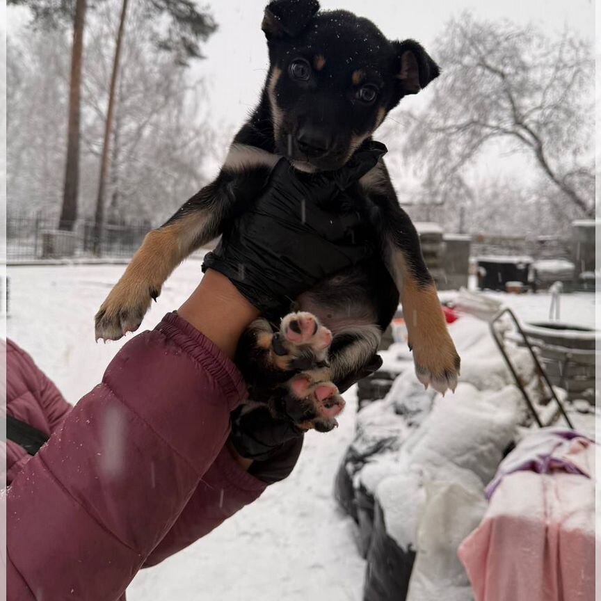 Щенок в добрые руки