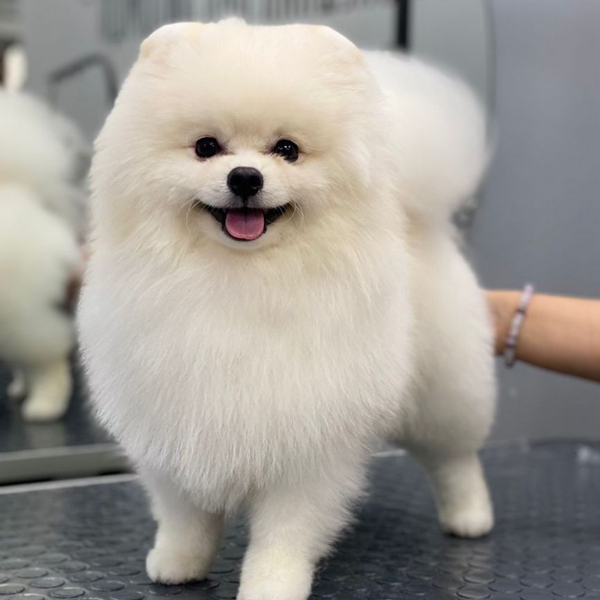 Померанский шпиц, взрослый пёс