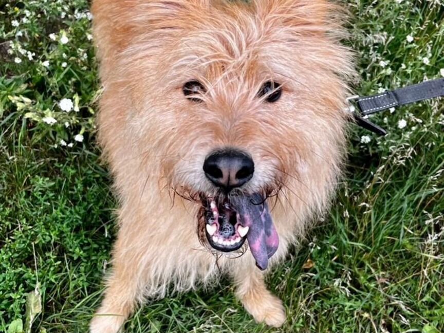 Норвич терьер