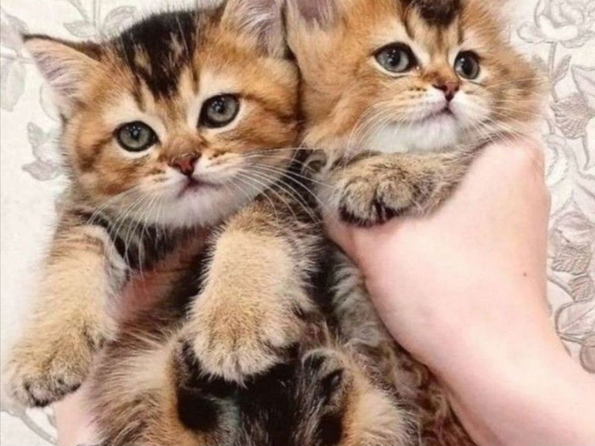 Шотландские плюшки золотая шиншилла