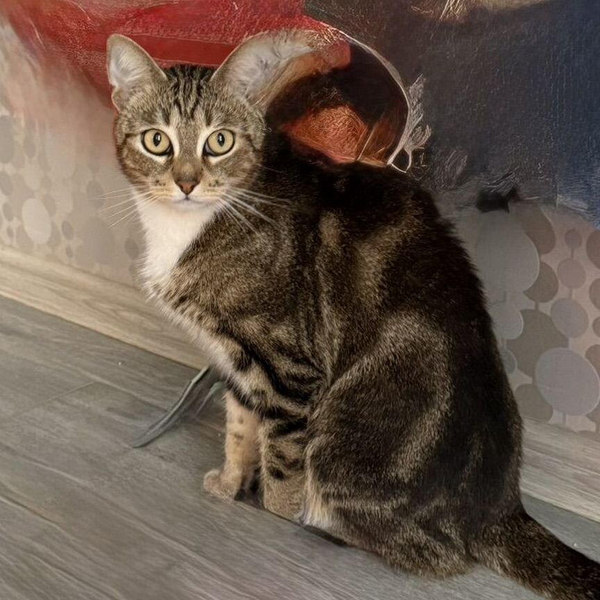 Взрослая, кошка в добрые руки