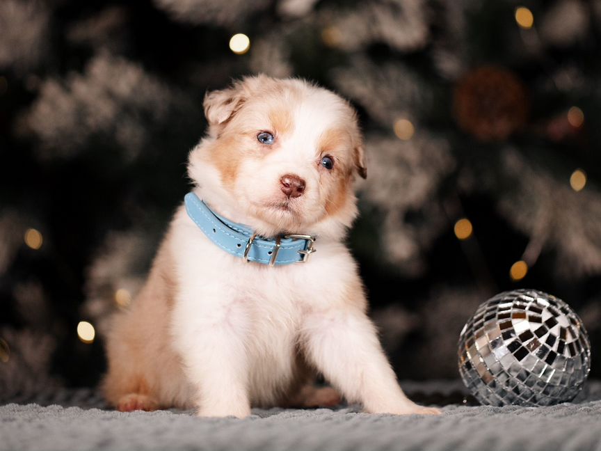 Австралийская овчарка аусси мальчик