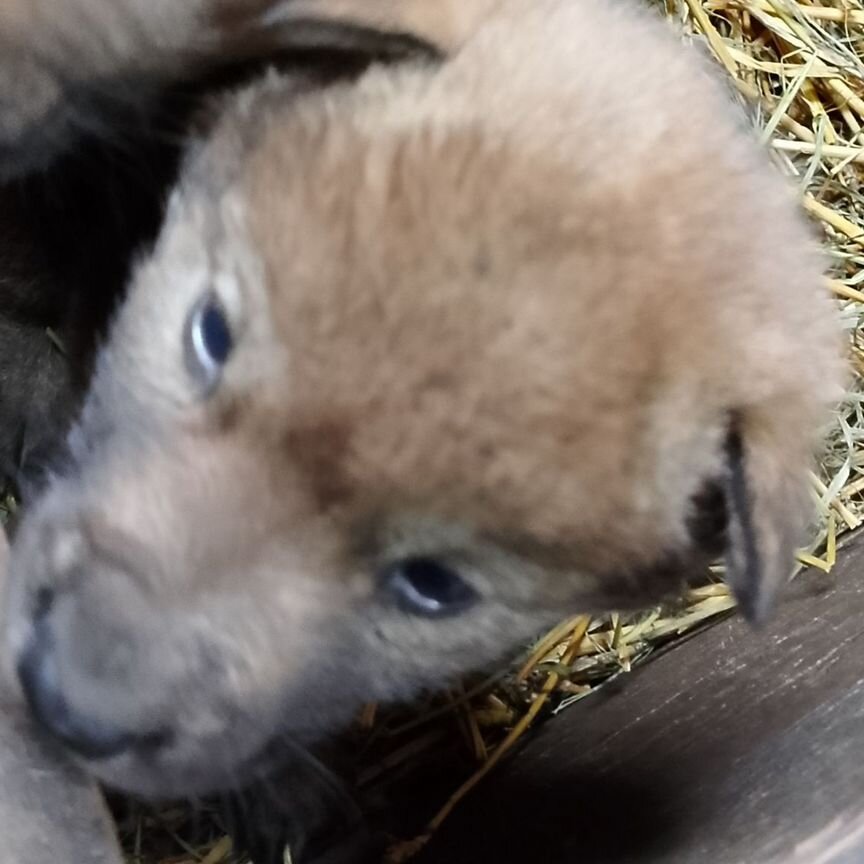 Лайка, щенок