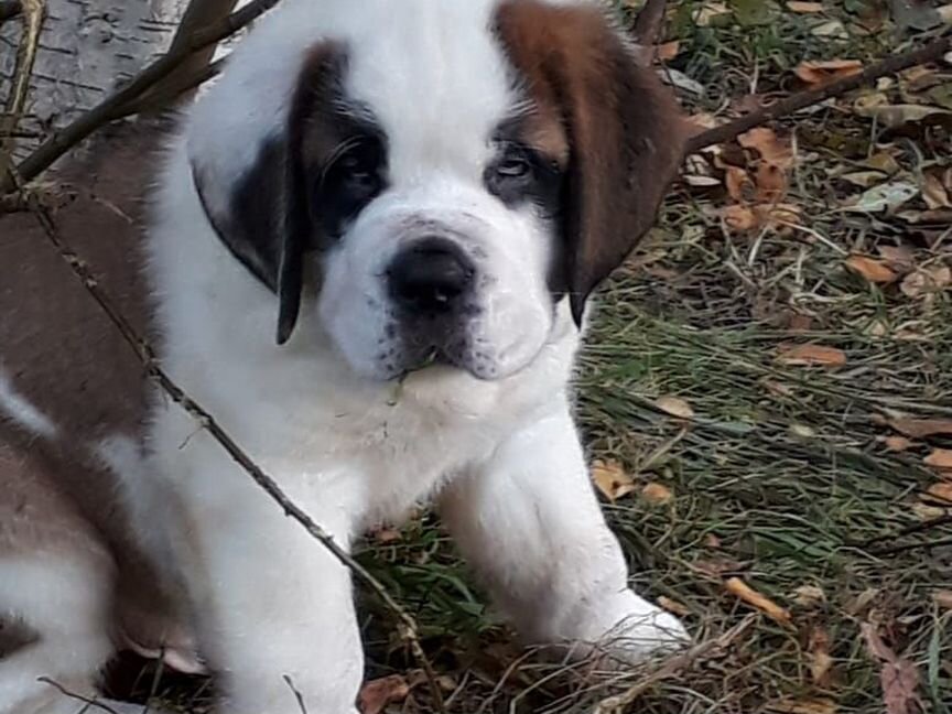 Щенки сенбернара