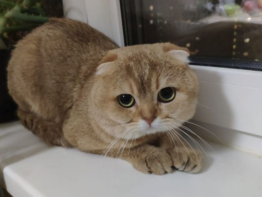 Золотой шотландский котик в добрые руки