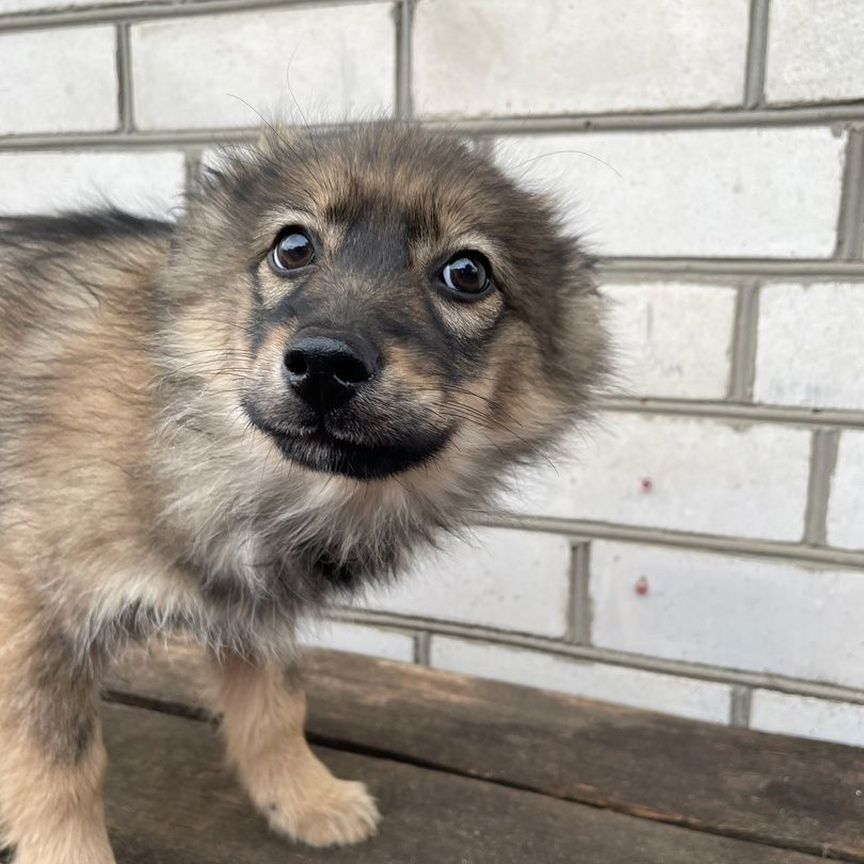 Интересная щенулька