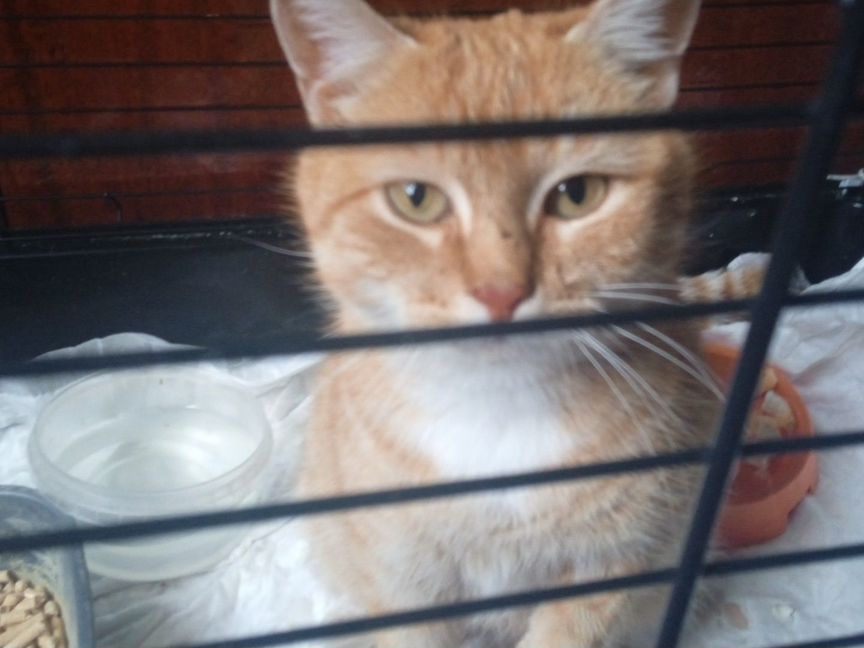 Кошка в добрые руки