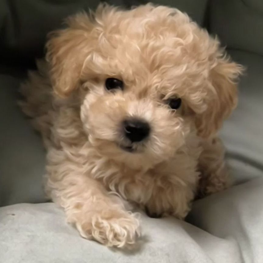 Мальтипу, щенок