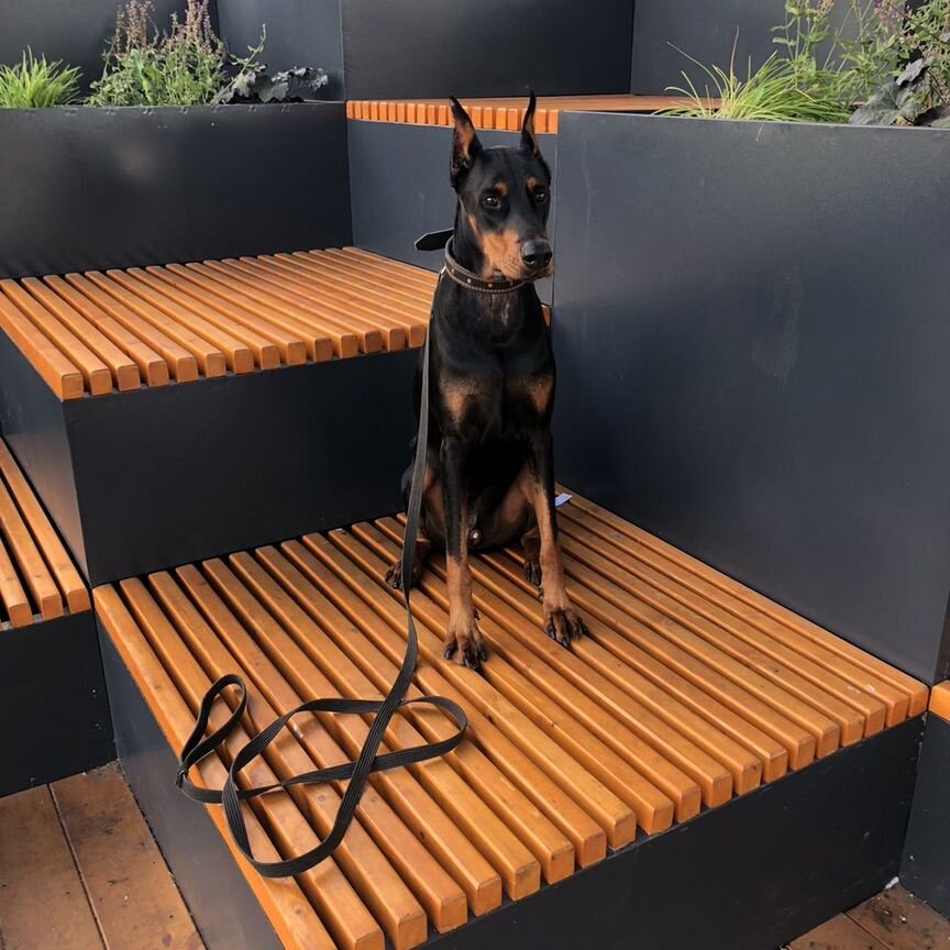 Взрослый доберман