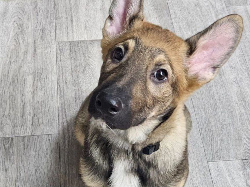 Щенок мальчик ждёт Вас, спасен с улицы в мороз