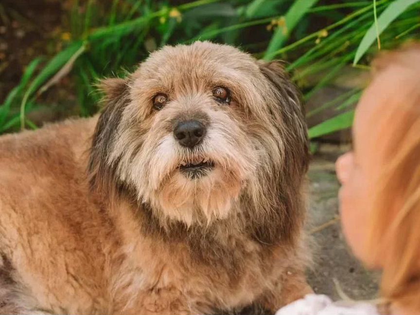 Маленькая собачка в добрые руки