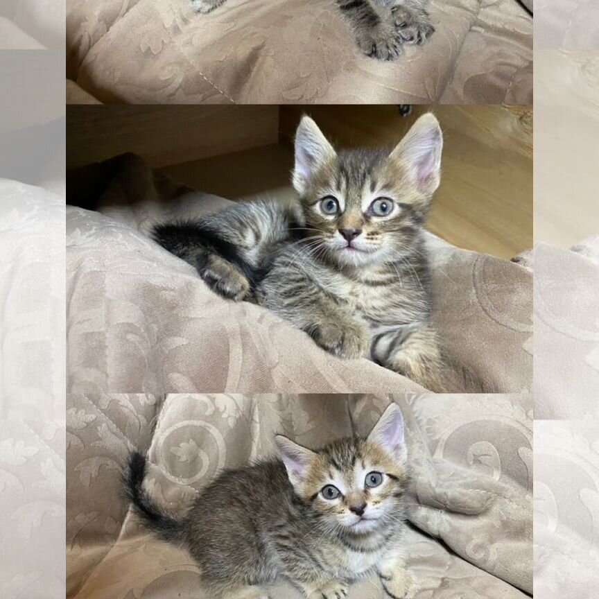 Котёнок в добрые руки