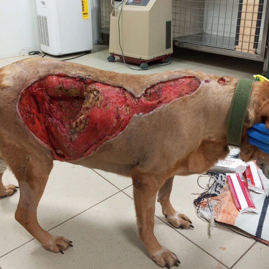 Взрослая собака в добрые руки