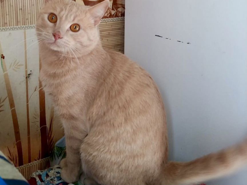 Персей устал жить клетке