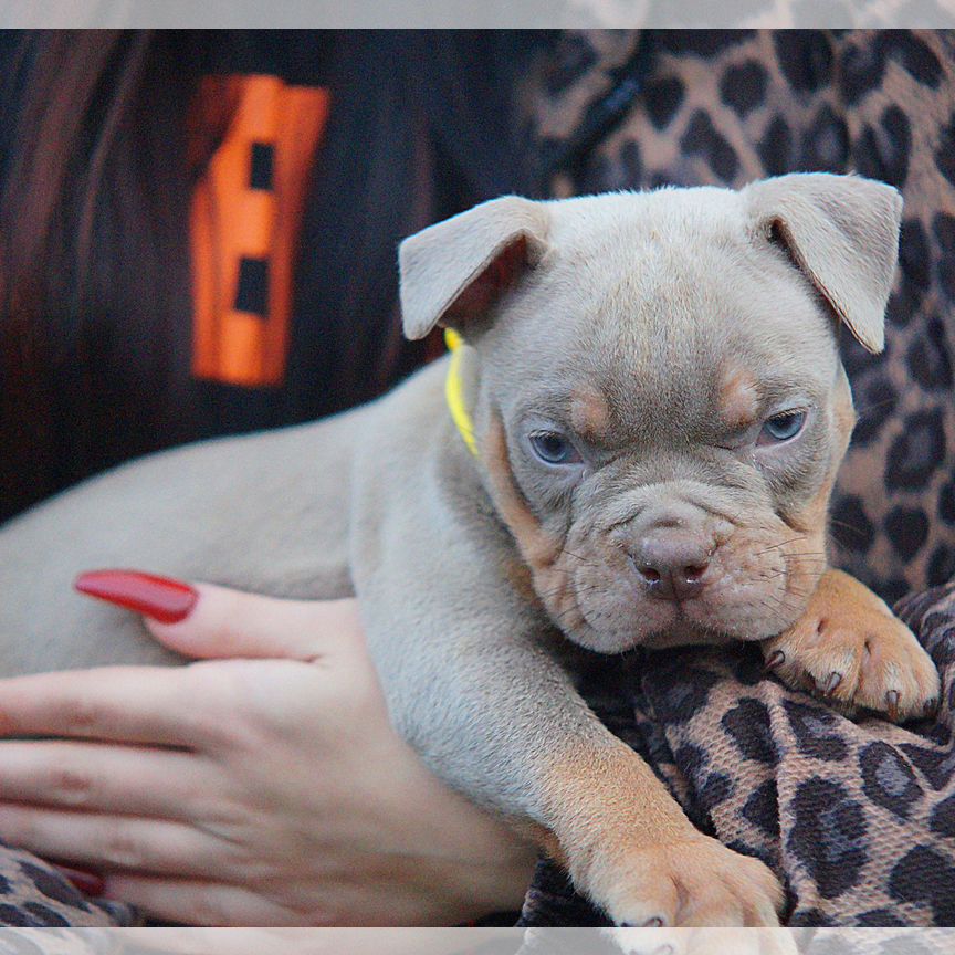 Американский булли, щенок