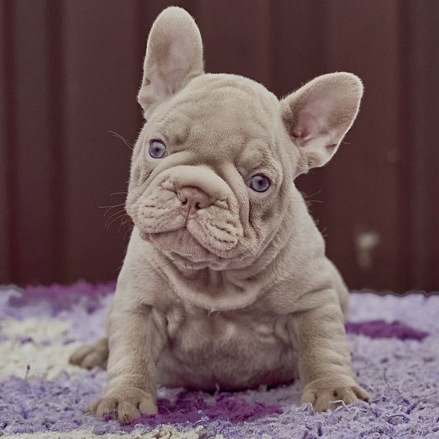 Французский бульдог изабелла нью шейд