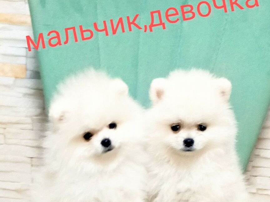 Померанский шпиц